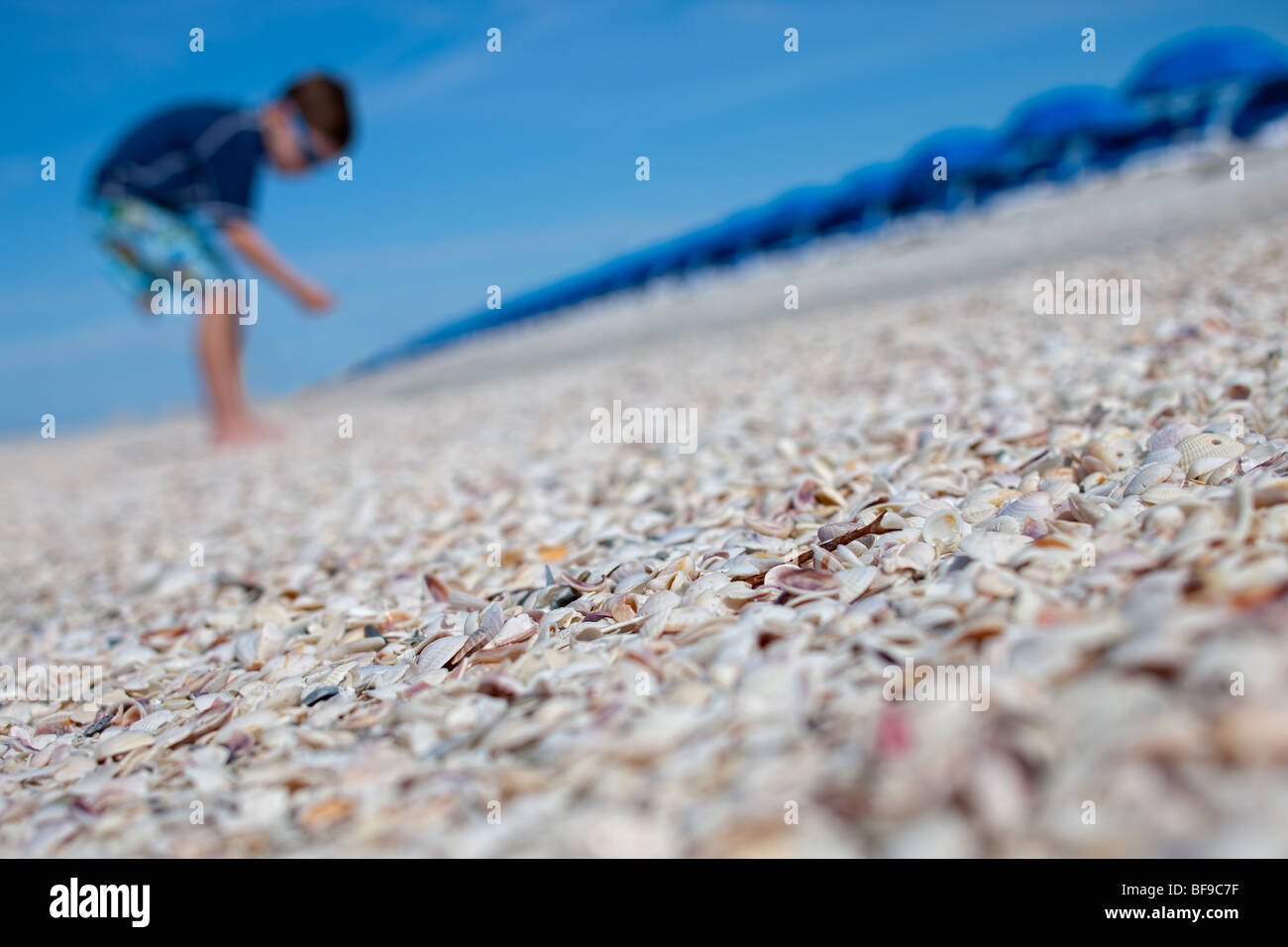 Sea Shells on Clearwater Beach, Florida Stock Photo - Alamy