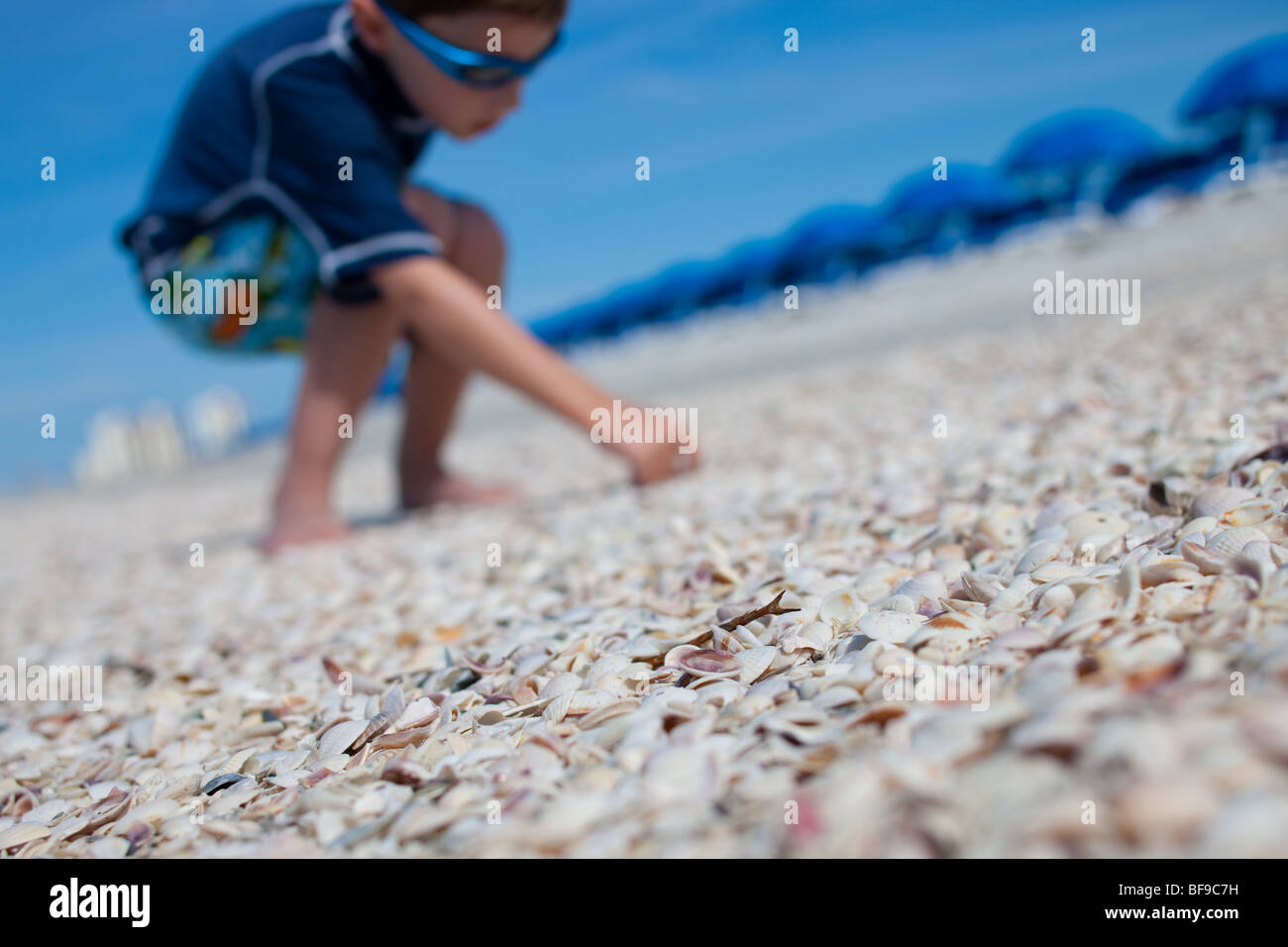 Sea Shells on Clearwater Beach, Florida Stock Photo - Alamy