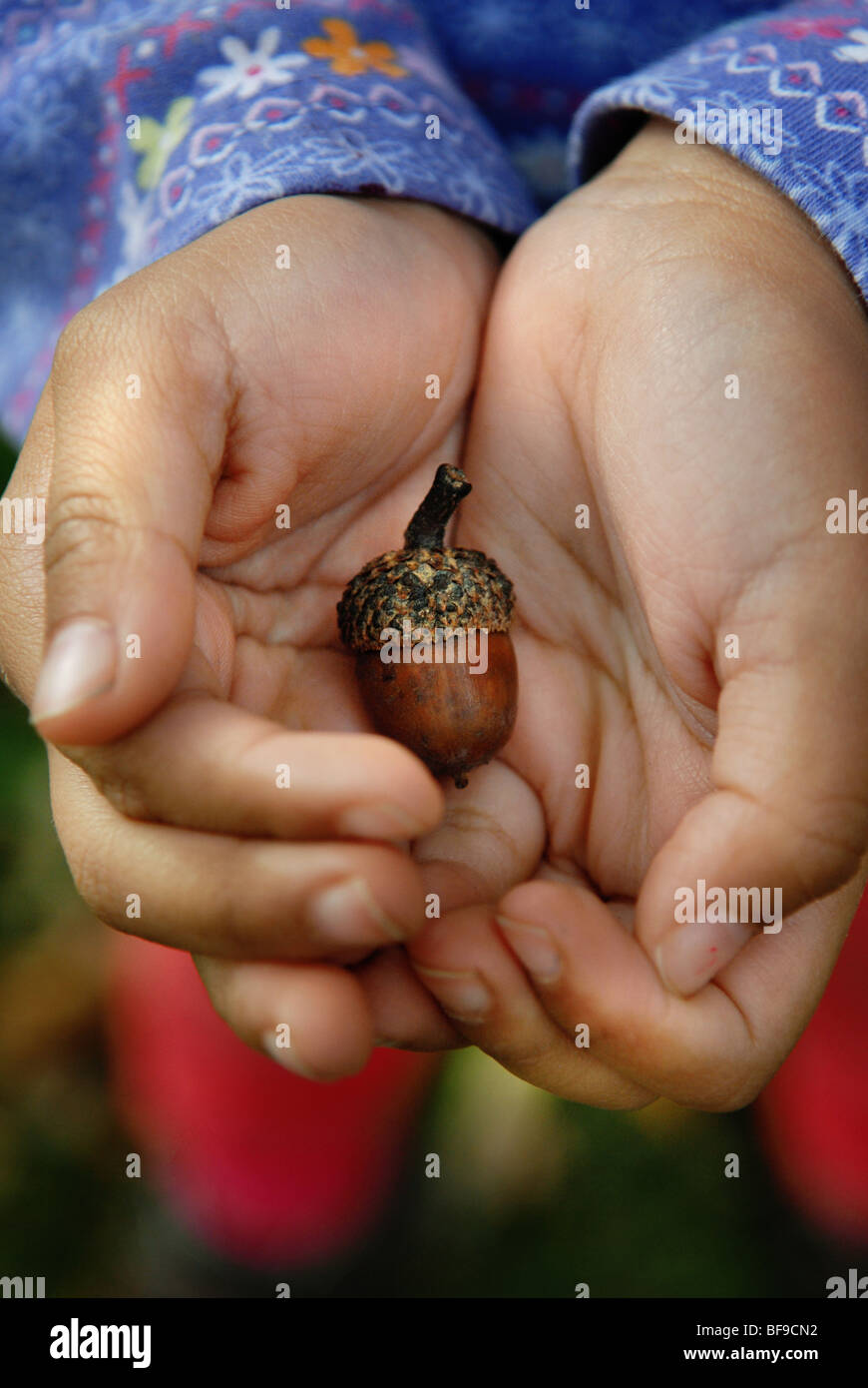A curious young child holds an acorn from a large oak tree in her ...