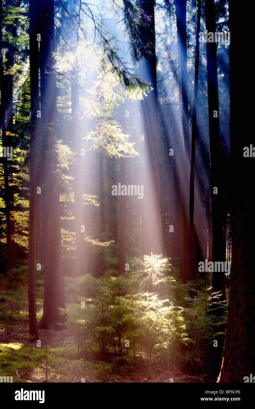 Sun through trees hi-res stock photography and images - Alamy