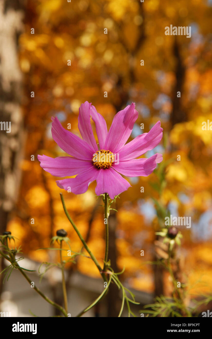 Mild fall weather hi-res stock photography and images - Alamy