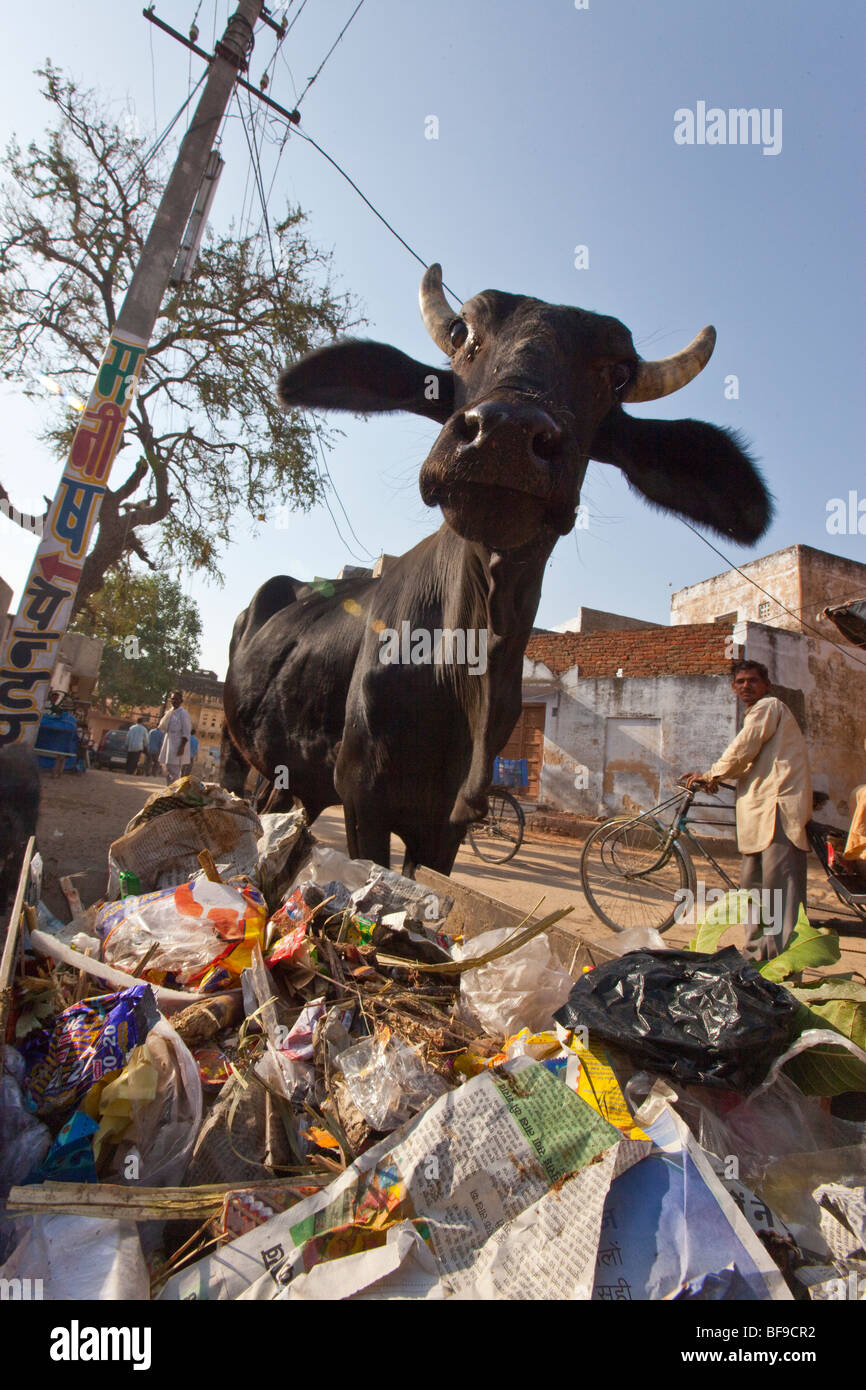 Cow eating garbage in the street in Pushkar in Rajasthan India Stock ...