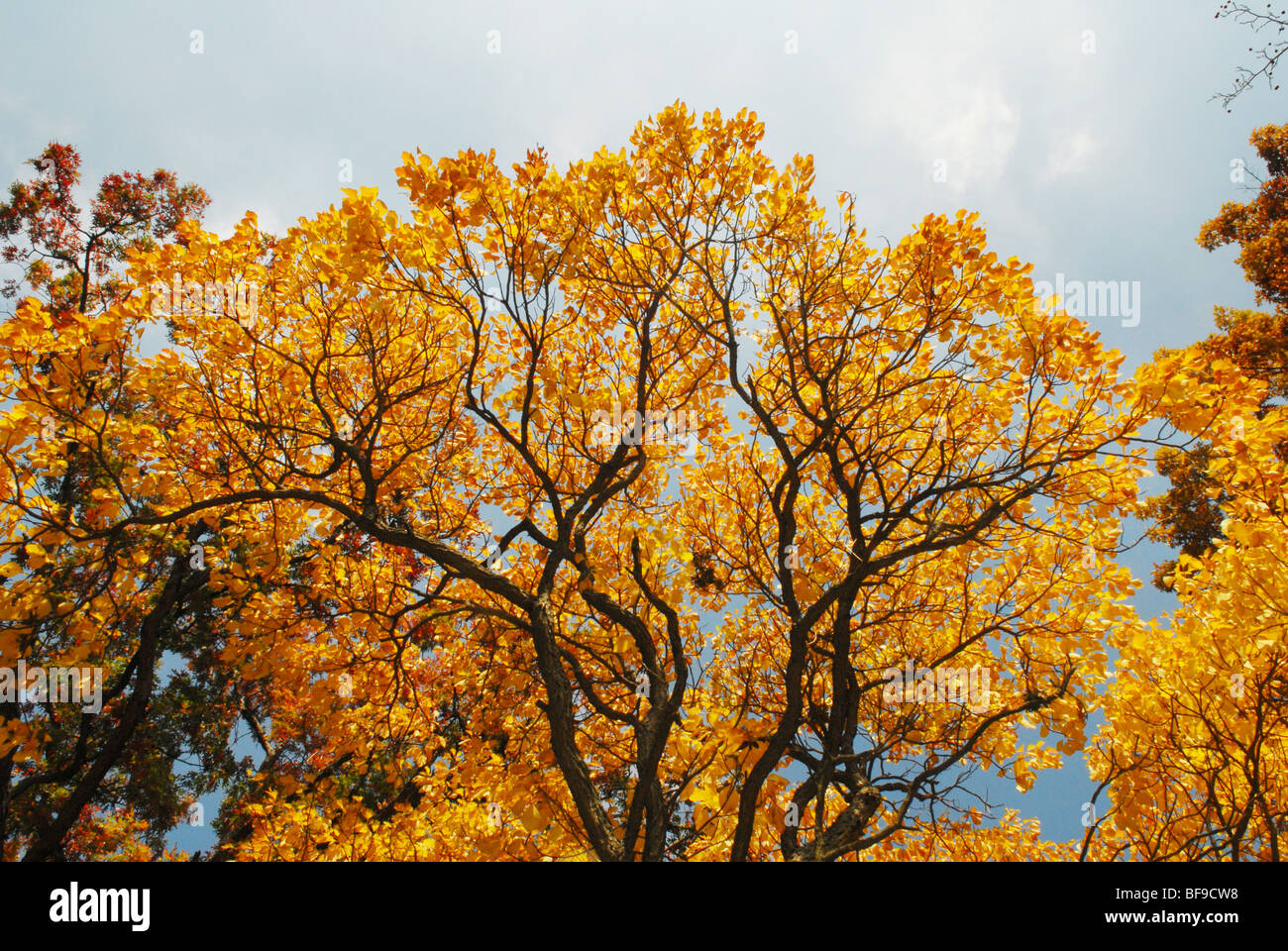An oak tree with dark limbs in autumn contrasts yellow leaves against a ...