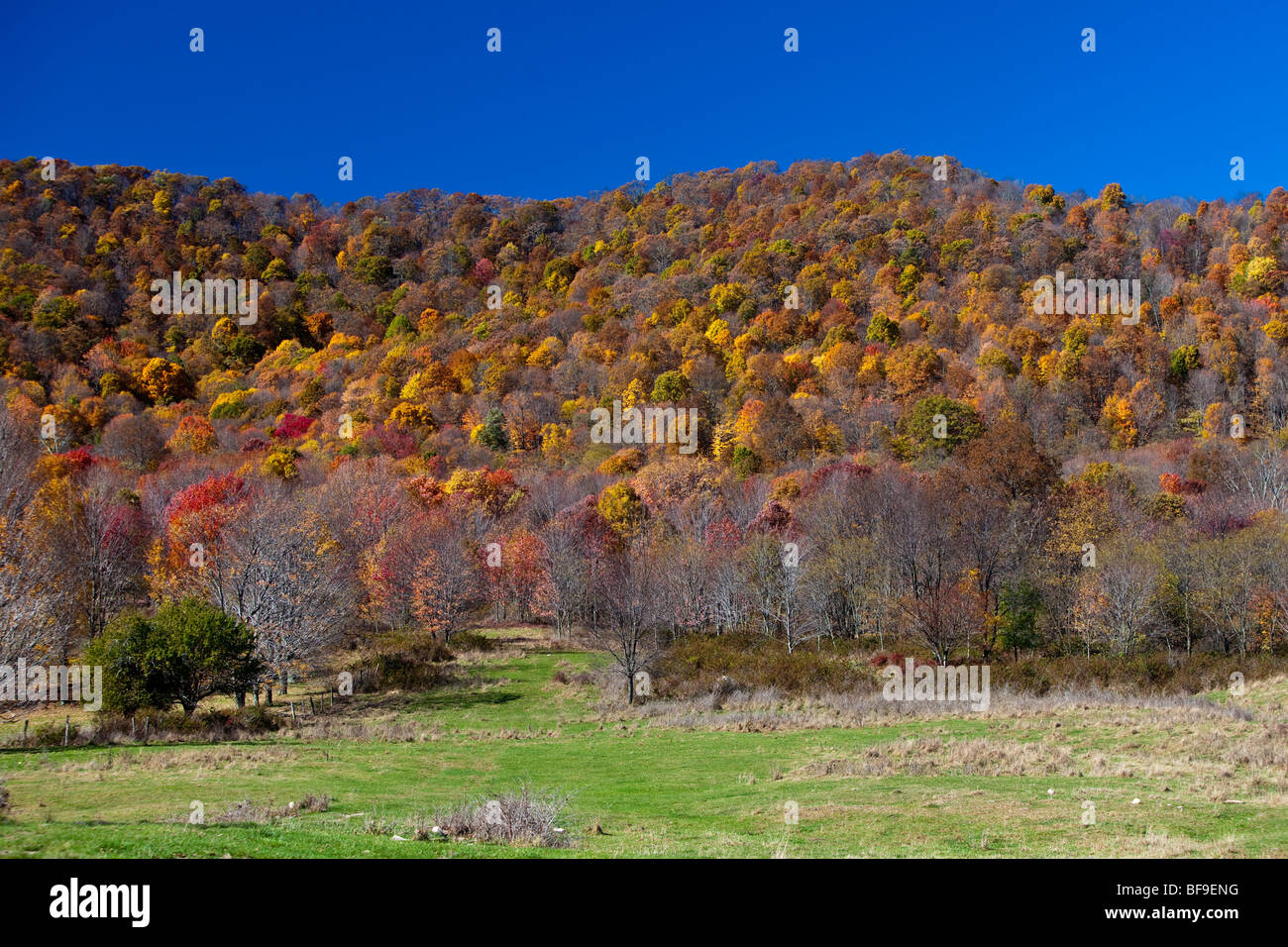 Fall foliage colors in Virginia Stock Photo - Alamy