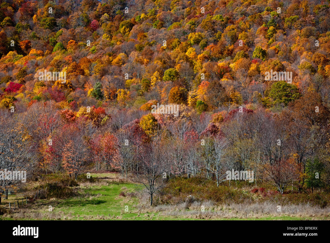 Fall foliage colors in Virginia Stock Photo - Alamy