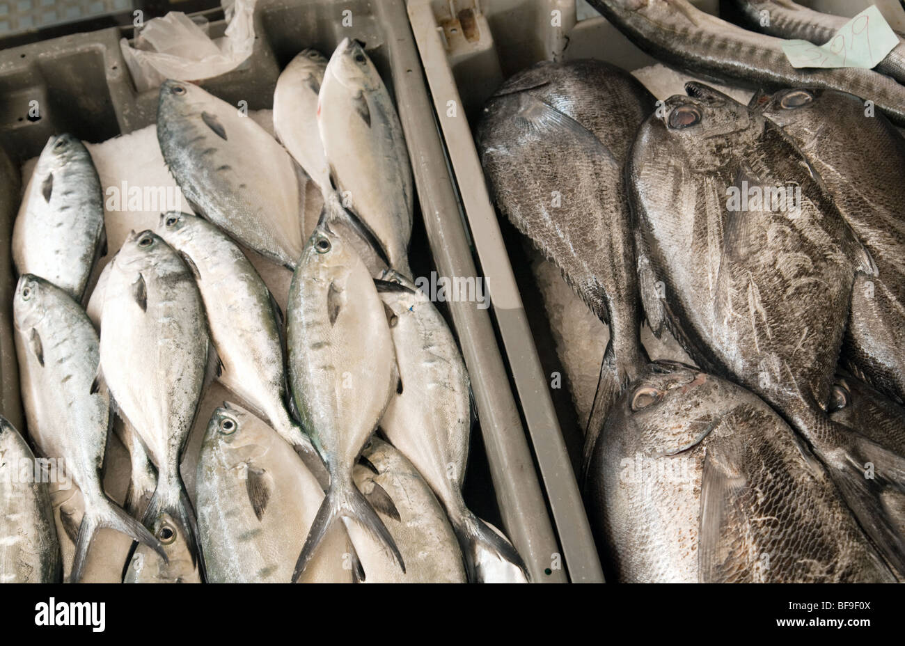 crates of fish waiting to be sold, The fish market, Funchal, Madeira ...