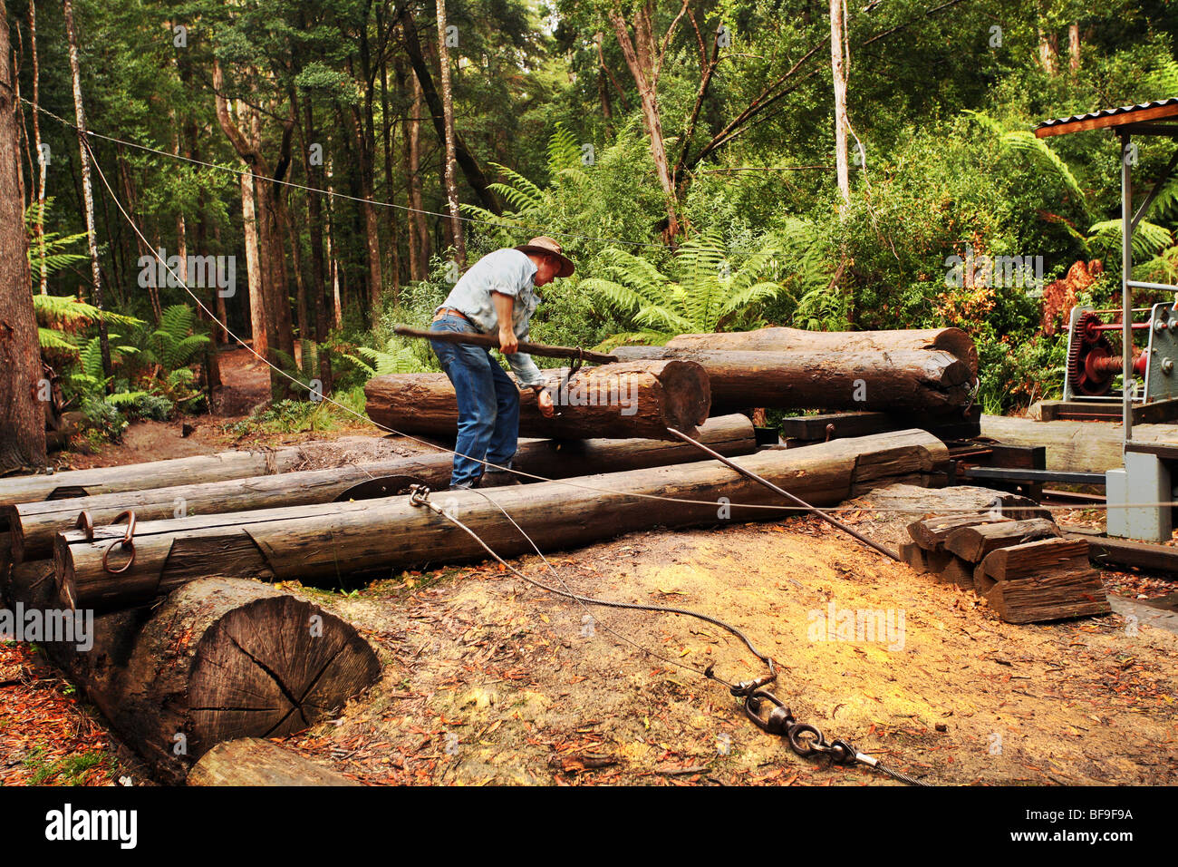 Forestry Industry North East Tasmania Australia Stock Photo - Alamy