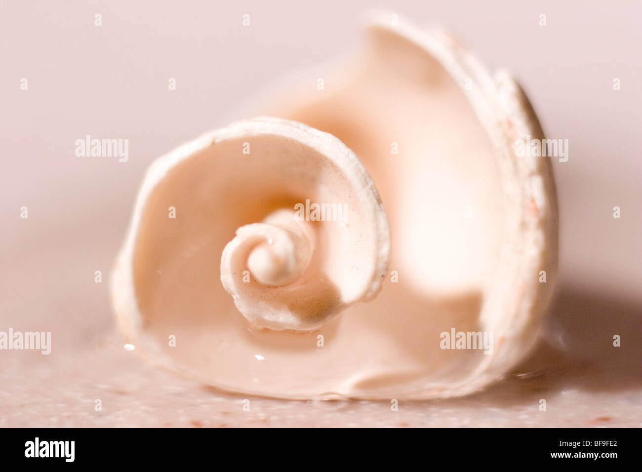 Center shell hi-res stock photography and images - Alamy
