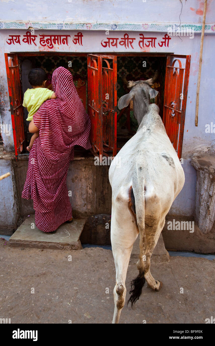 Woman offering and cow eating donations from a Hindu Shrine in Pushkar ...