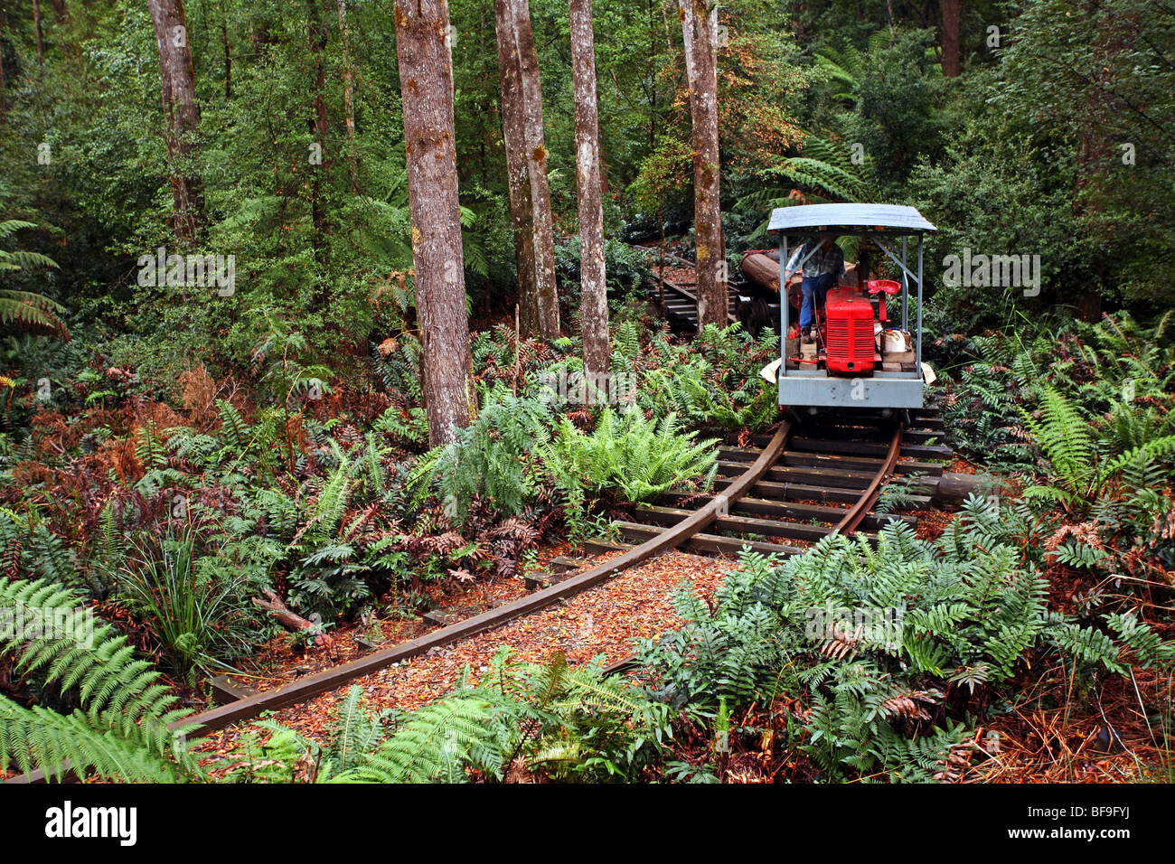 Tasmanian forestry industry hi-res stock photography and images - Alamy