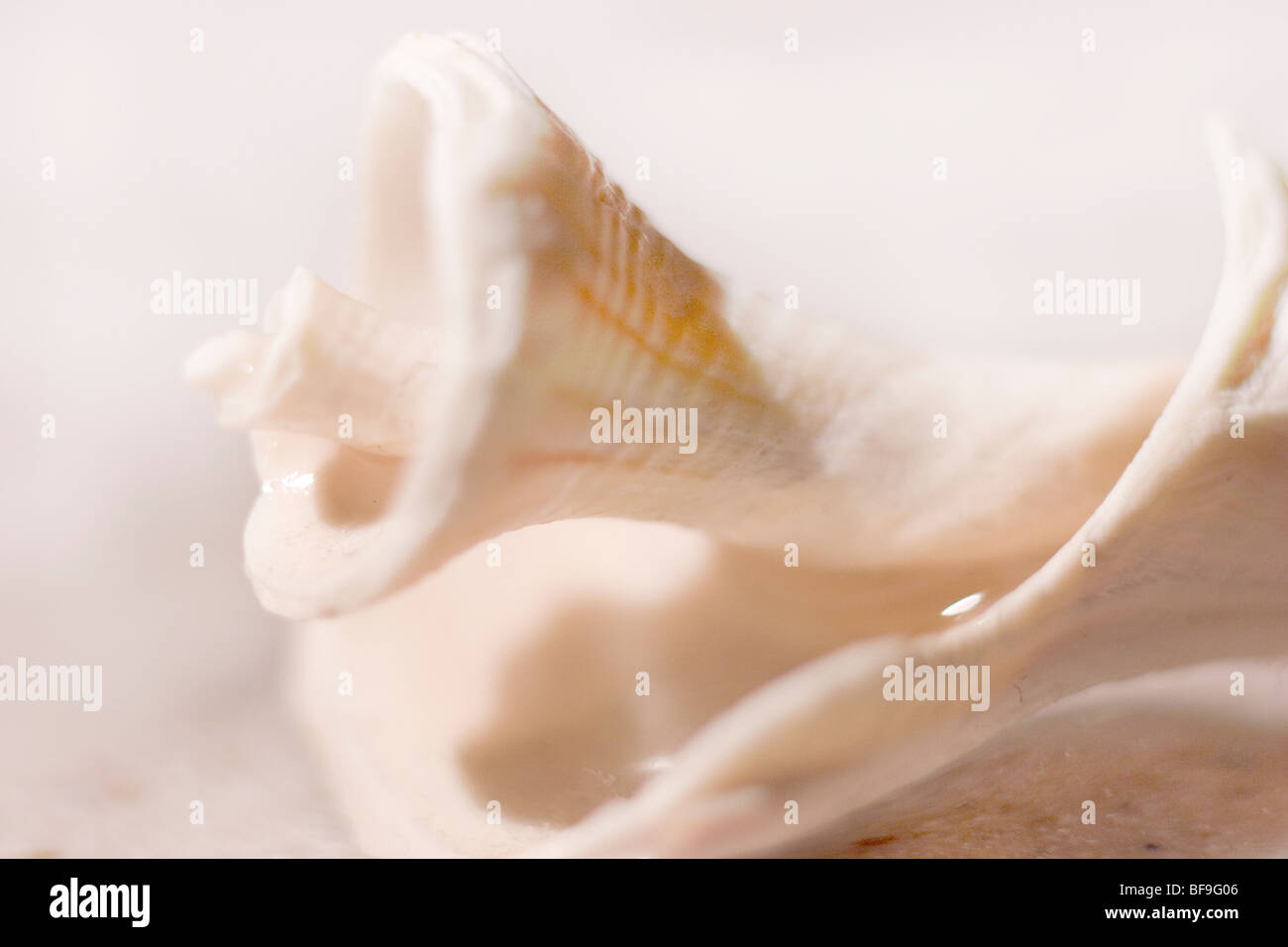 Seashell inner hi-res stock photography and images - Alamy