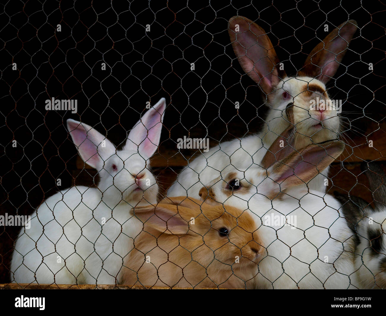 Rabbit mesh hi-res stock photography and images - Alamy