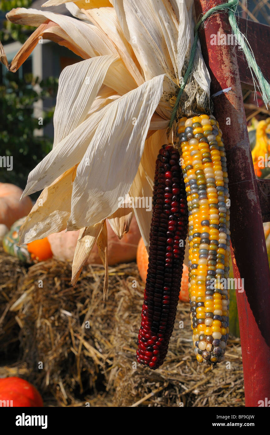 Indian farming usa history hi-res stock photography and images - Alamy