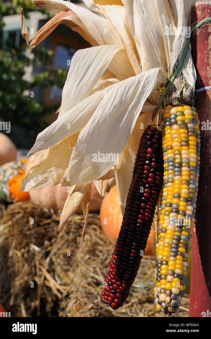 Hybrid corn crop hi-res stock photography and images - Alamy