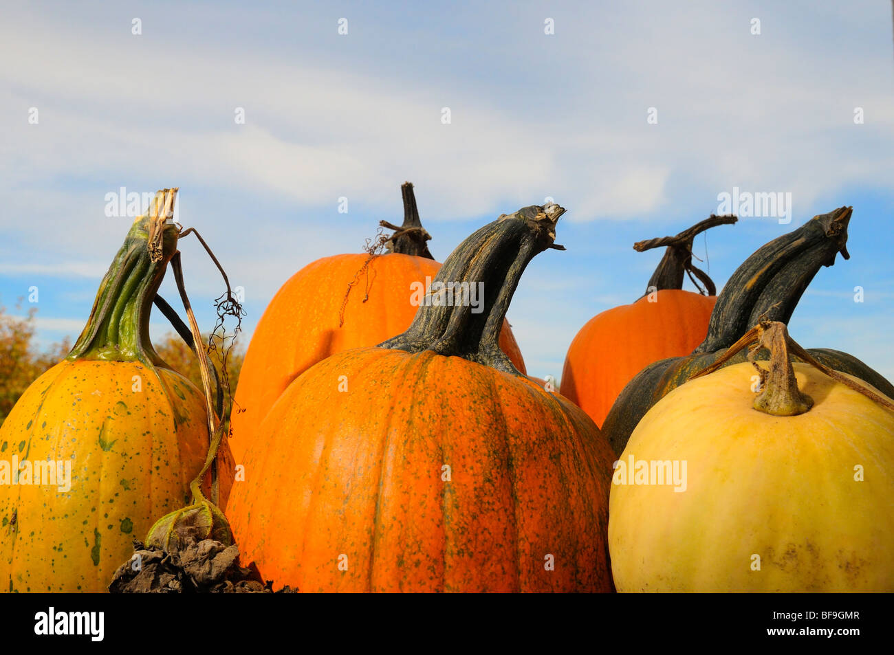 Outdoor fall season display hi-res stock photography and images - Alamy