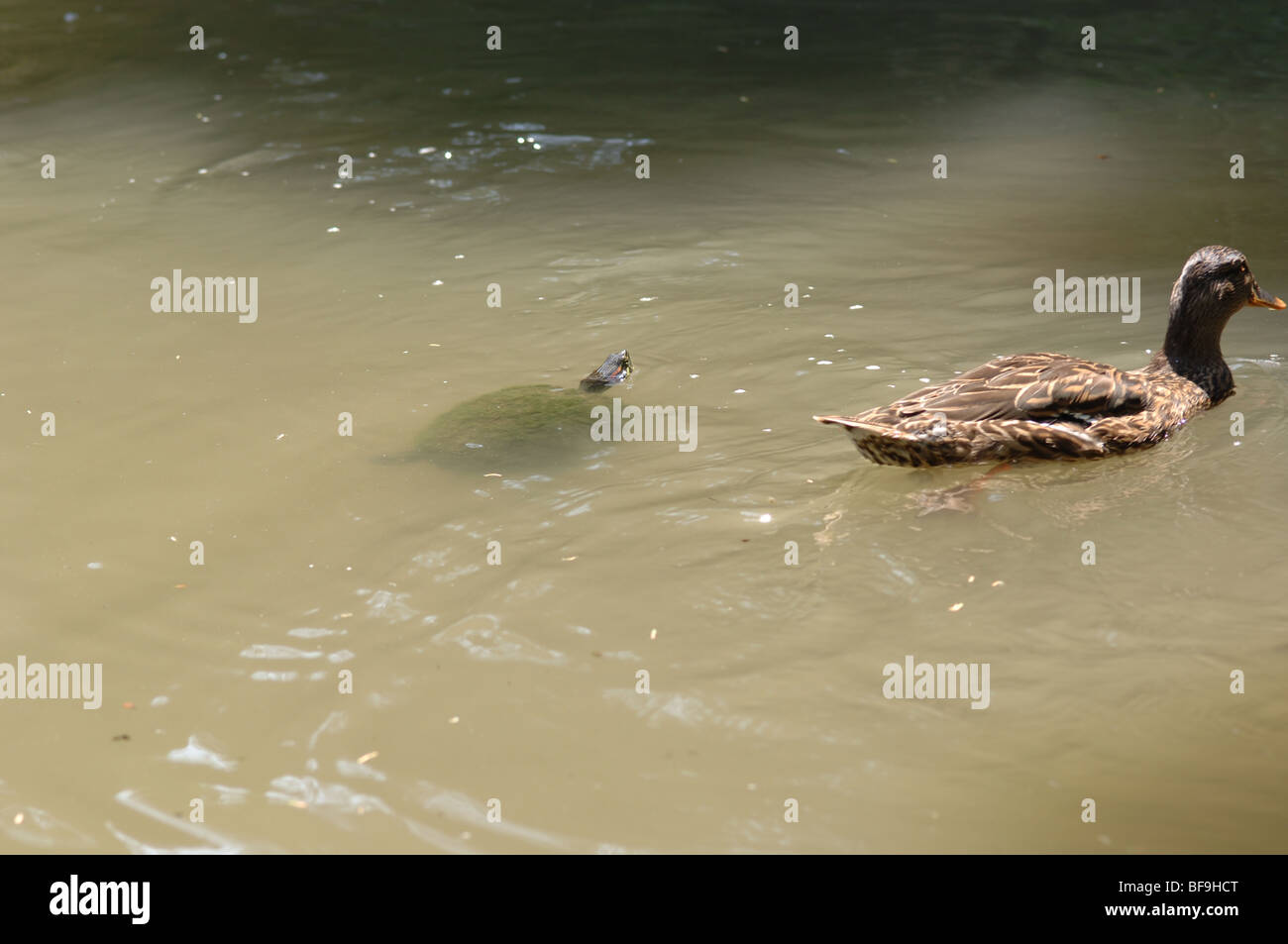 A duck and turtle swimming Stock Photo - Alamy