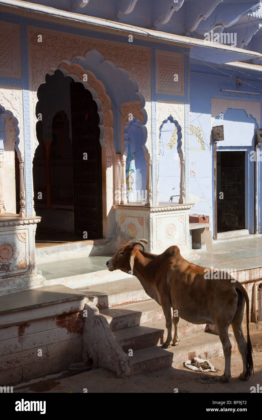 Indian cow in house hi-res stock photography and images - Alamy