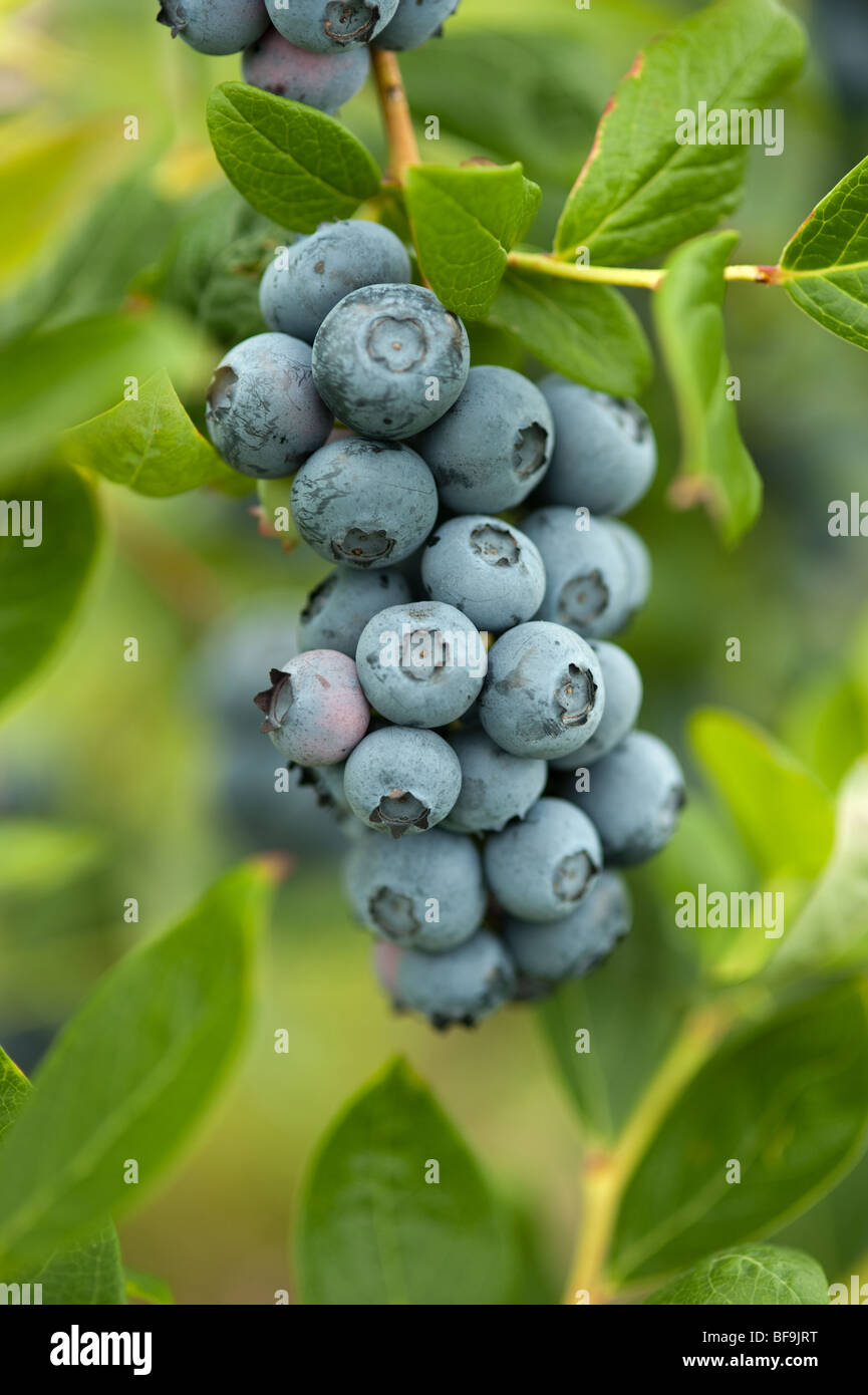 Blueberries hi-res stock photography and images - Alamy