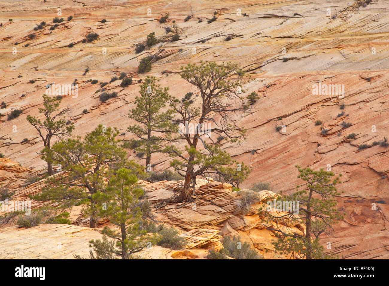 Ponderosa pine trees hi-res stock photography and images - Alamy