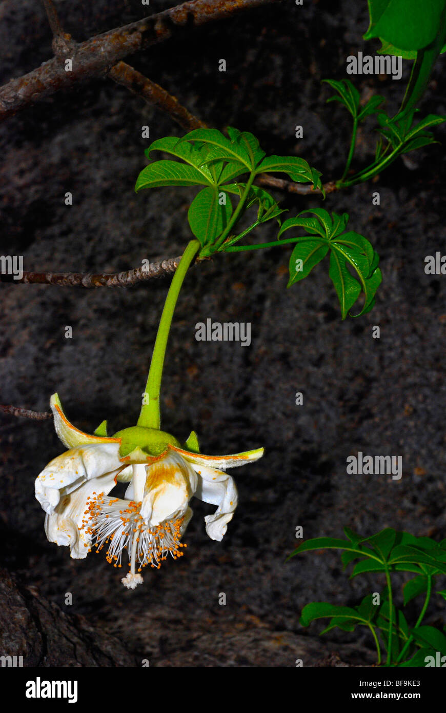 Flower of Adansonia Digitata Stock Photo - Alamy
