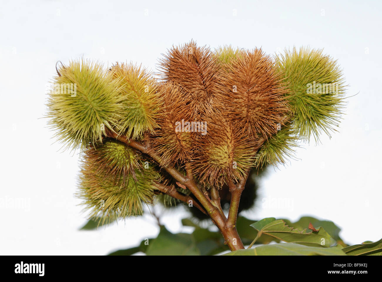 The fruit of Bixa Orellana Stock Photo - Alamy