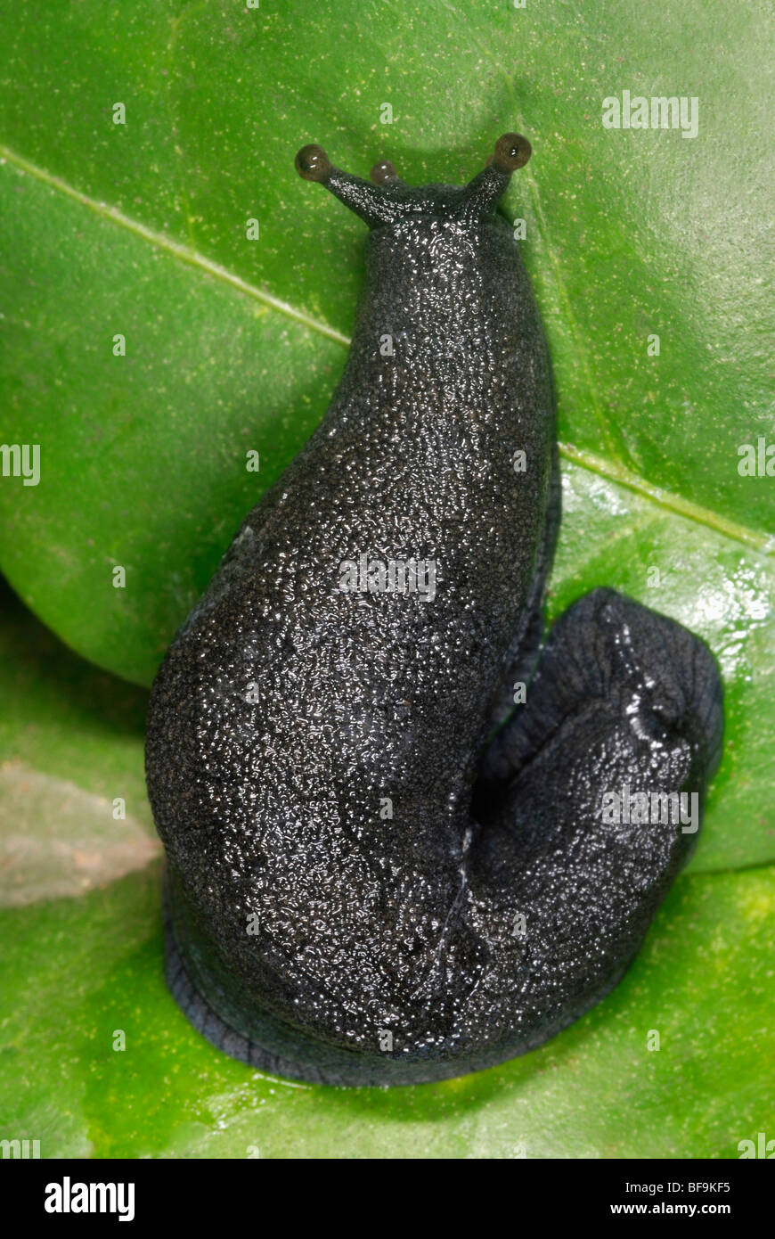 Unsegmented body hi-res stock photography and images - Alamy