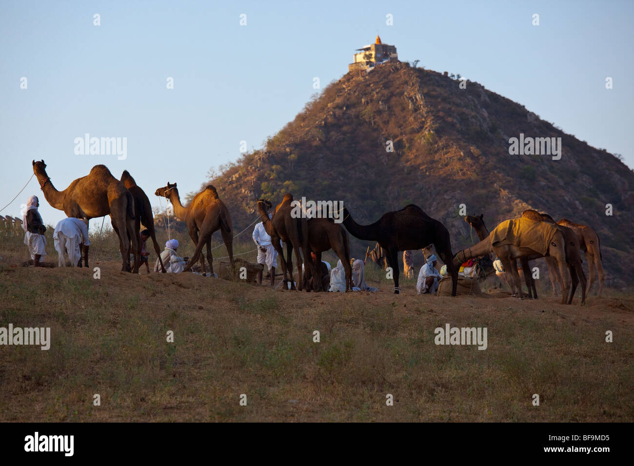 Camels on a hill in front of Savitri Temple during Camel Faire in ...