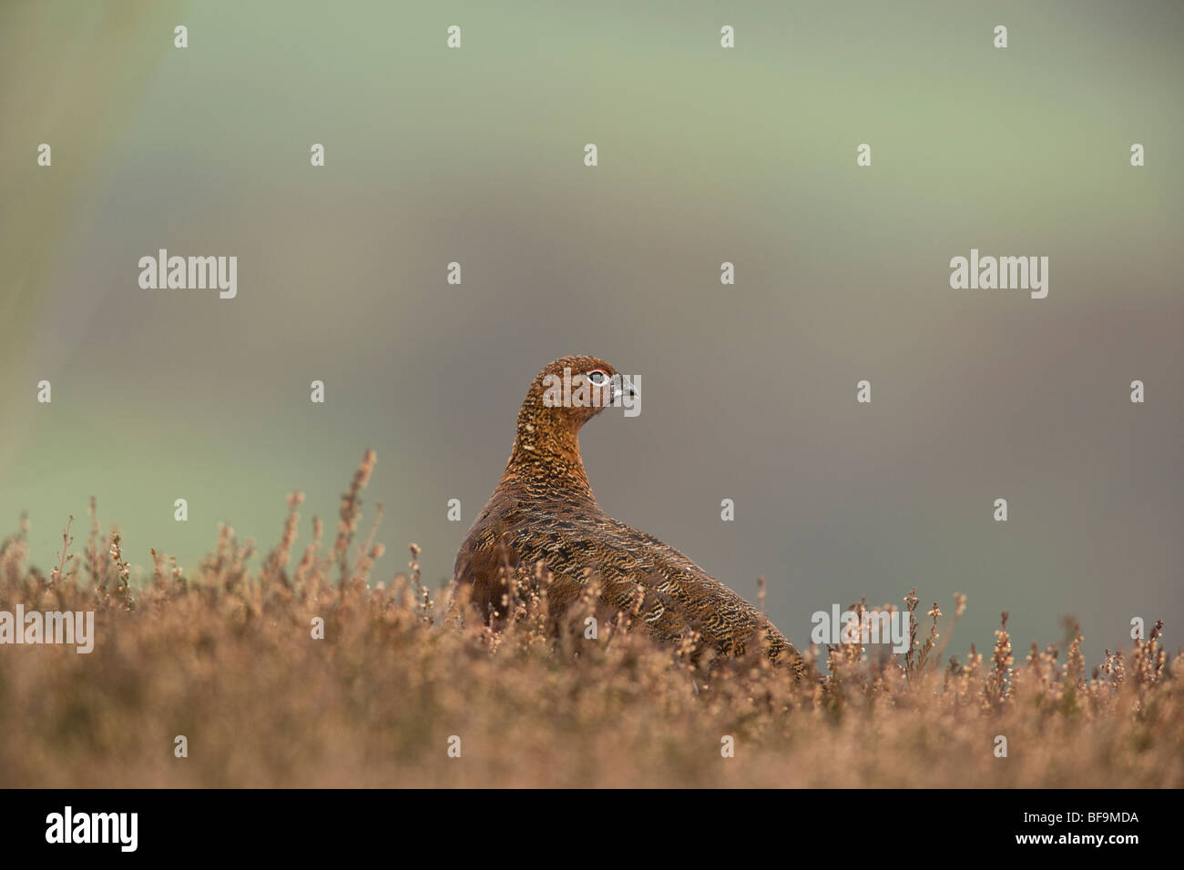 Red Grouse Lagopus lagopus (Tetraonidae) Yorkshire Moors Stock Photo ...