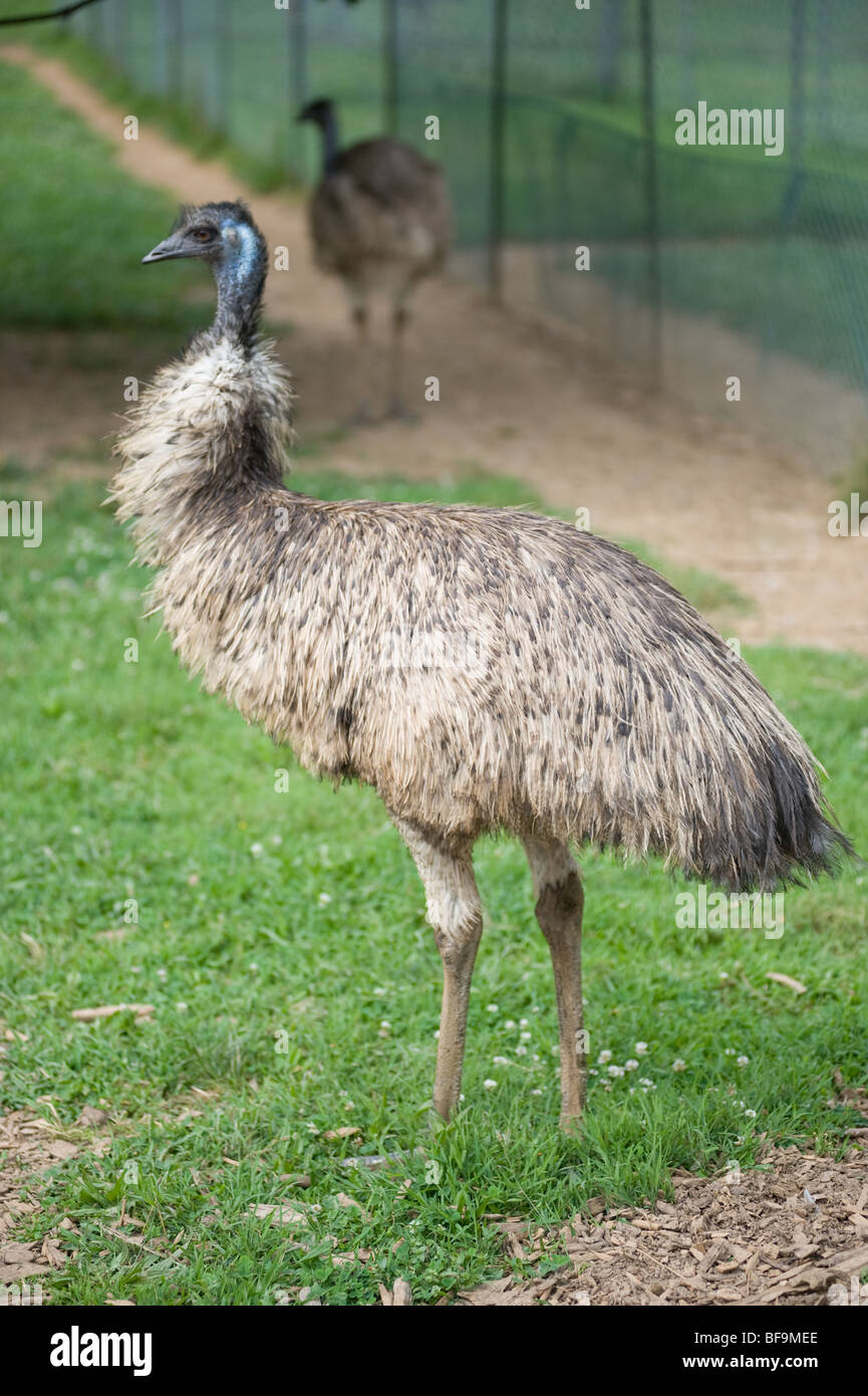 Agriculture emu hi-res stock photography and images - Alamy