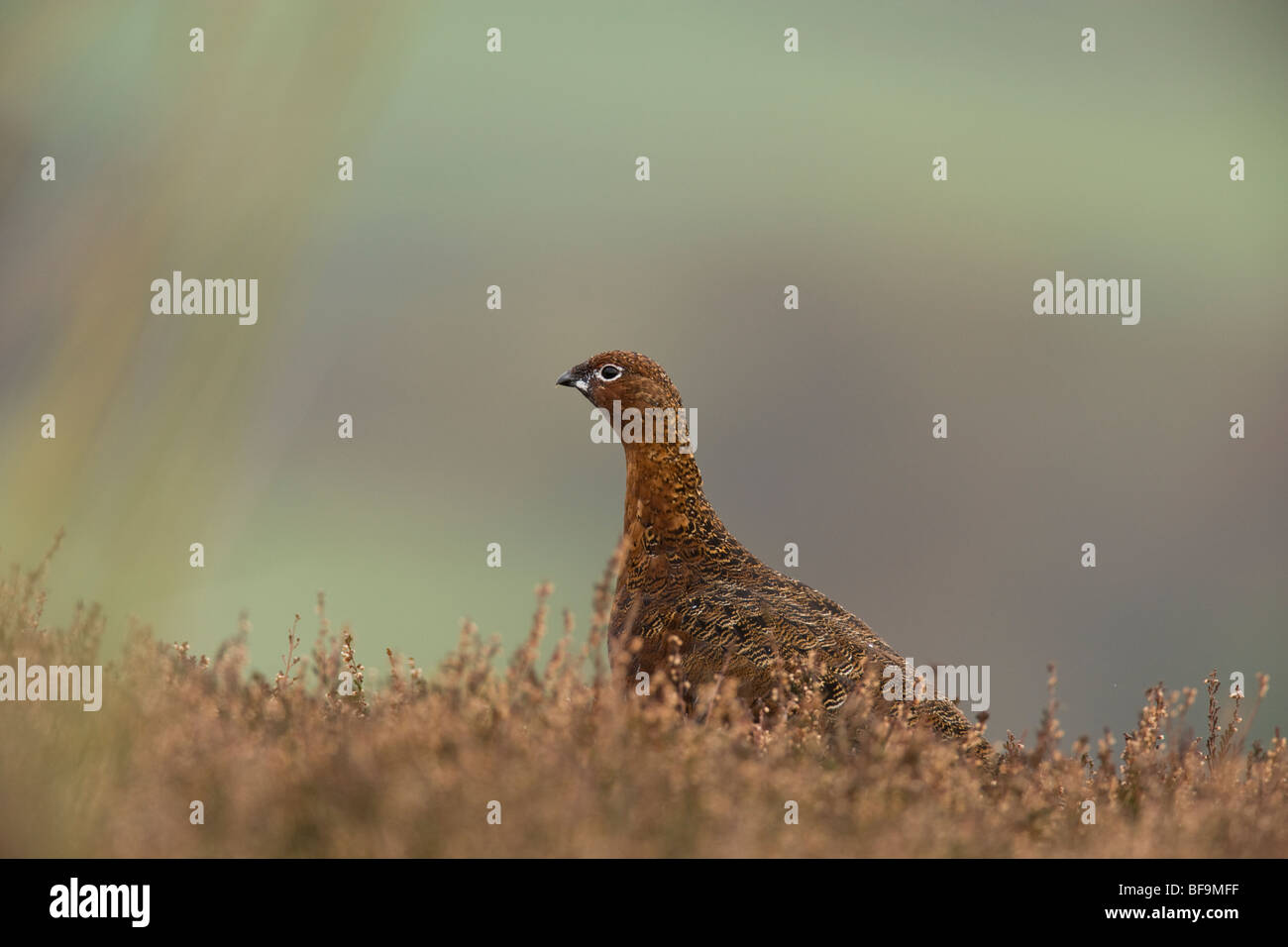 Red Grouse Lagopus lagopus (Tetraonidae) Yorkshire Moors Stock Photo ...