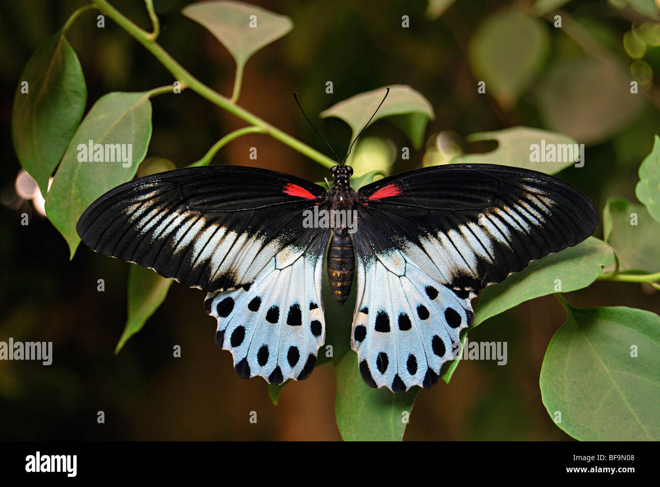 BLUE MORMON BUTTERFLY MALE Papilio polymnestor Papilionidae ...