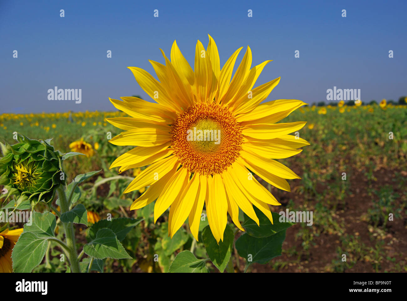 Helianthus or sunflower Stock Photo - Alamy