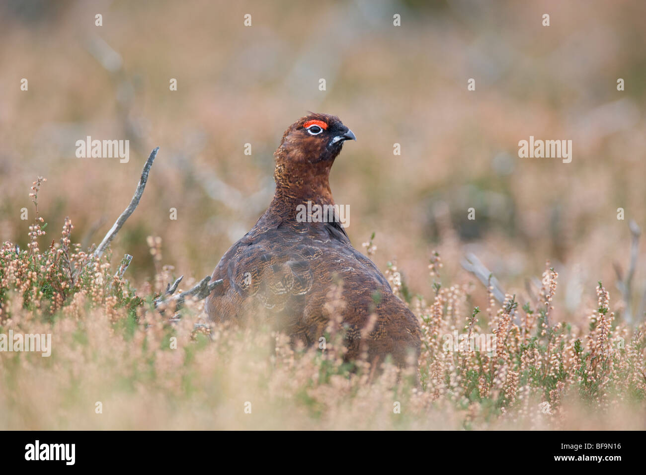 Red Grouse Lagopus lagopus (Tetraonidae) Yorkshire Moors Stock Photo ...