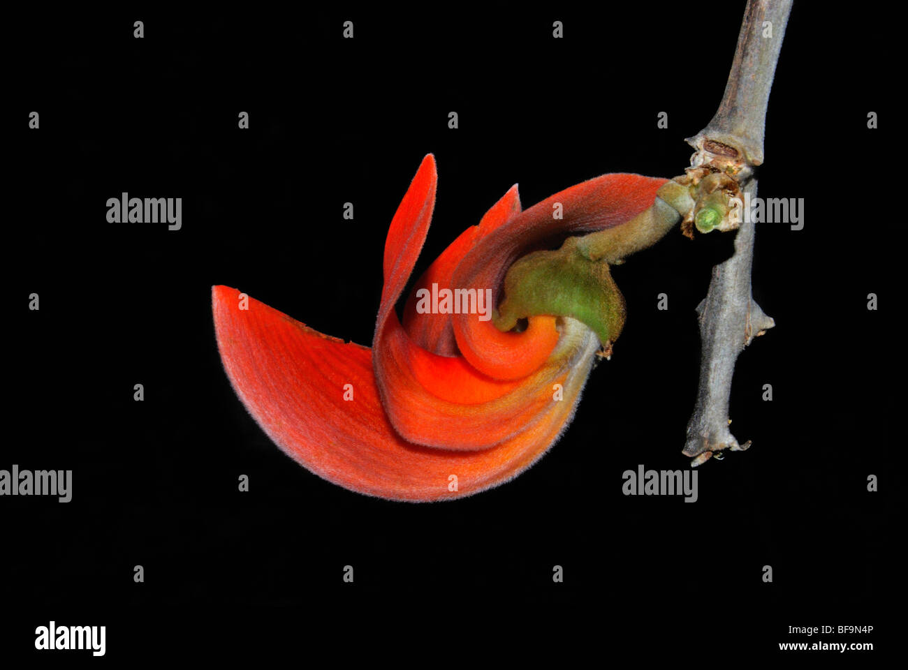 Flame of the Forest Palash parrot tree Stock Photo - Alamy