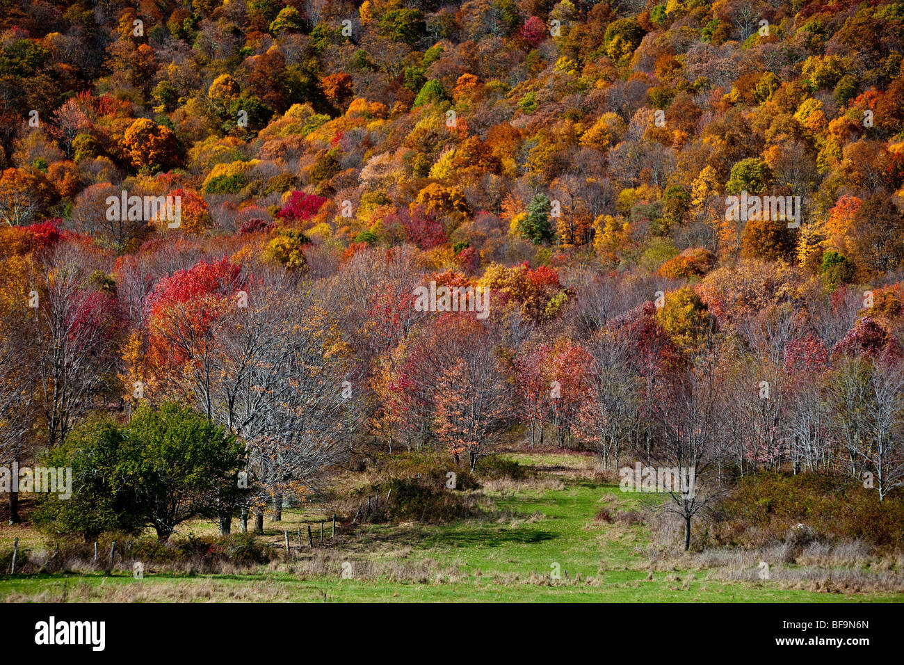 Fall foliage colors in Virginia Stock Photo - Alamy