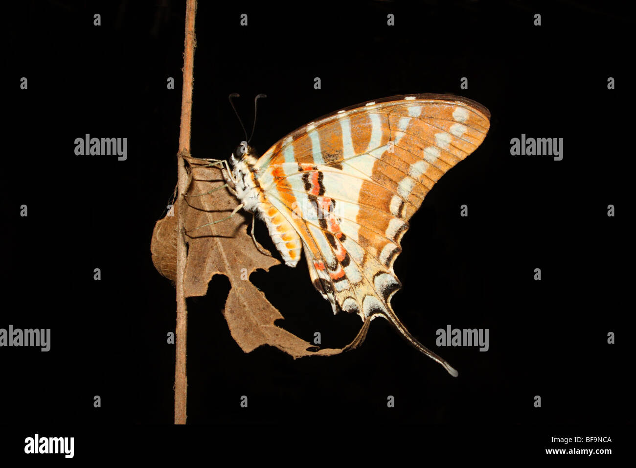 Spot swordtail hi-res stock photography and images - Alamy
