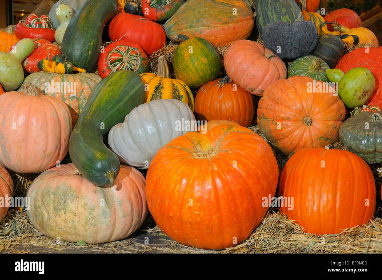 Descriptors hi-res stock photography and images - Alamy