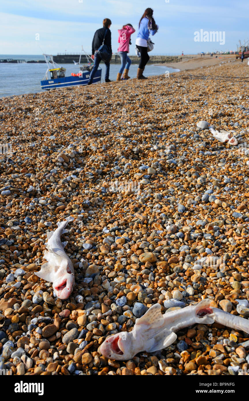 Hastings, East Sussex, England, UK. Dead lesser spotted dogfish on the ...