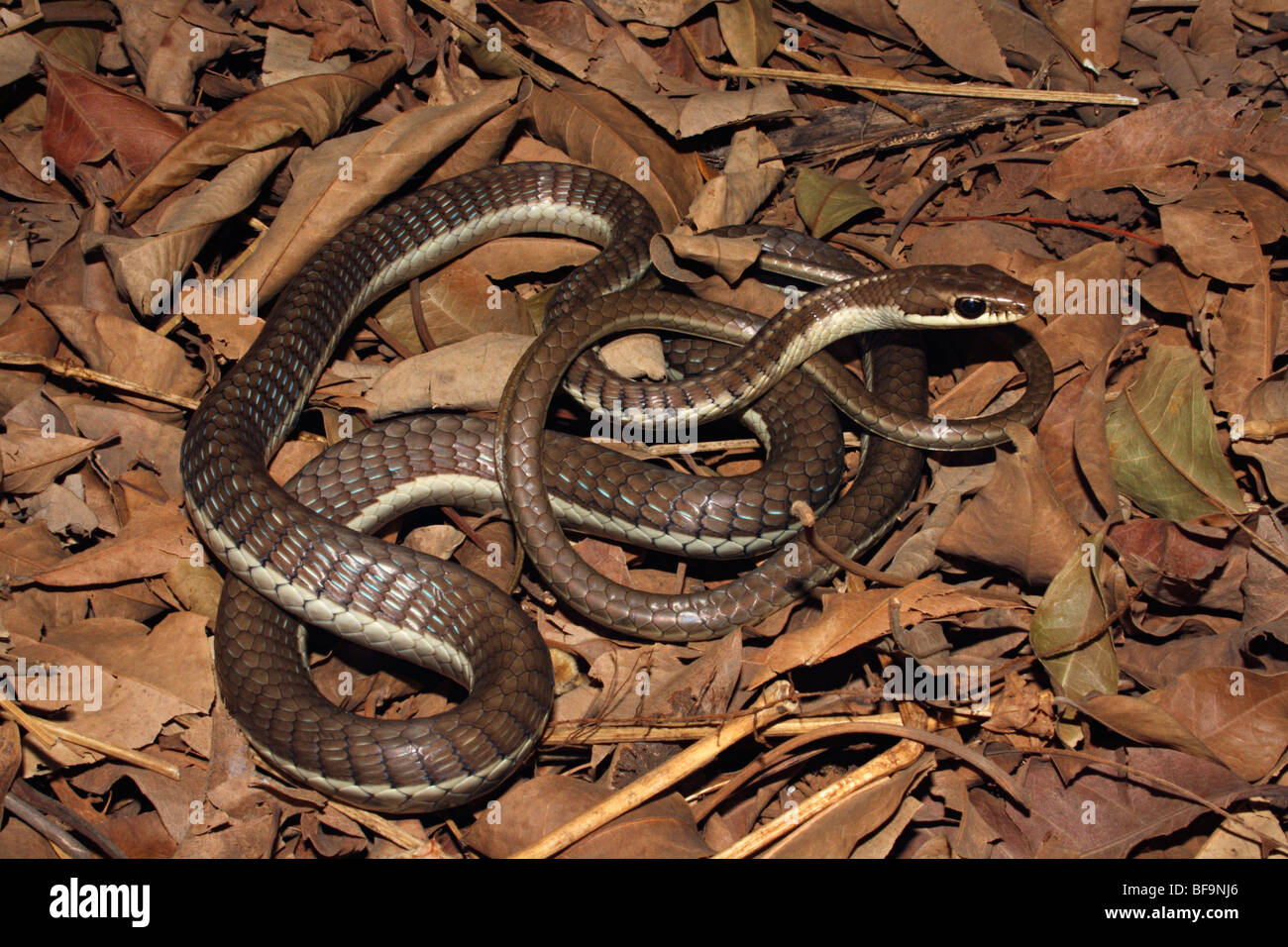 COMMON BRONZEBACK TREE SNAKE Dendrelaphis Tristis Nonvenomous Common ...