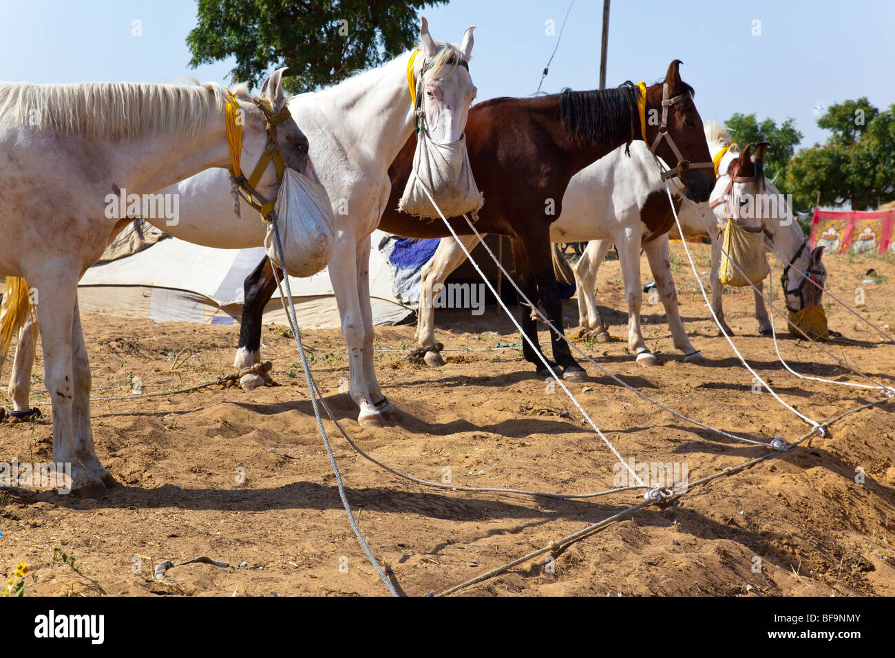 Horses for sale at the Camel Fair in Pushkar in Rajasthan India Stock ...