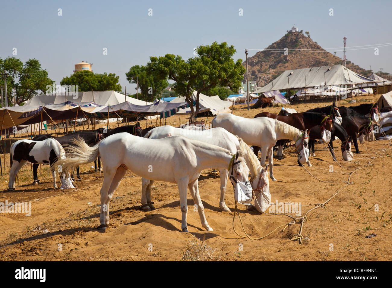 Horses for sale at the Camel Fair in Pushkar in Rajasthan India Stock ...
