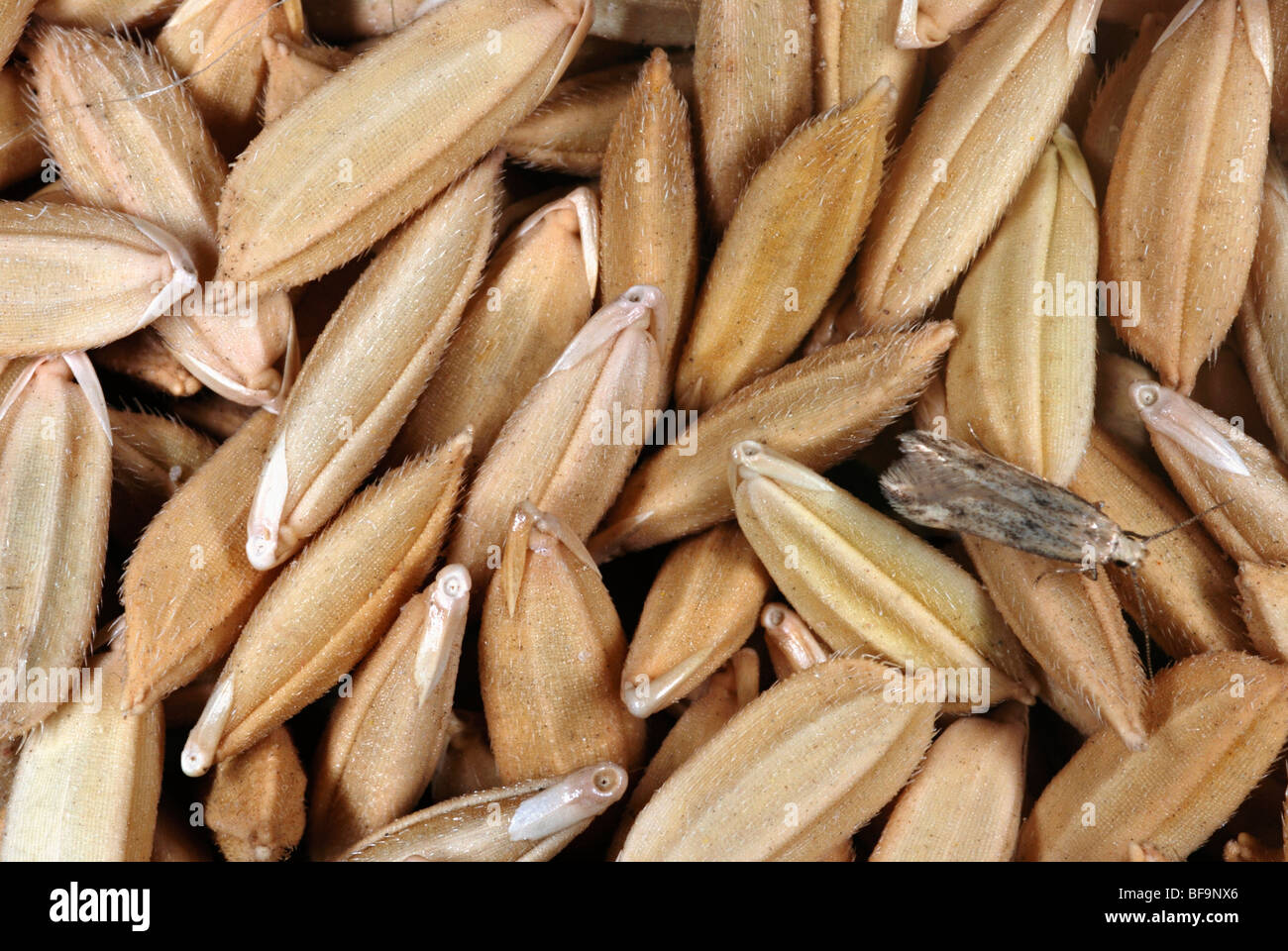 Unpolished Rice Grain Stock Photo, Royalty Free Image: 26644974 - Alamy