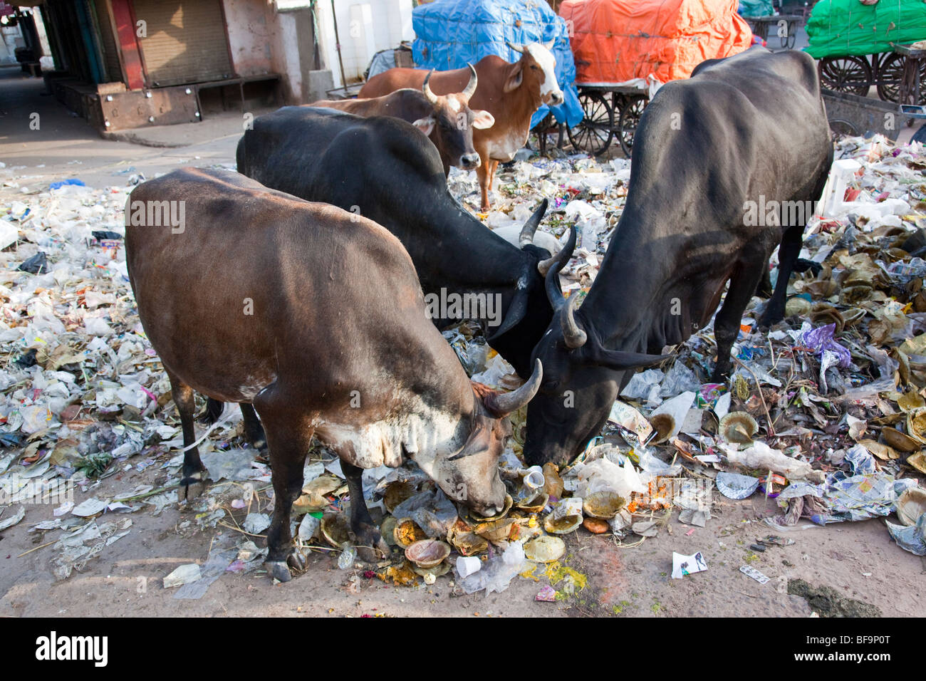Cows eating garbage in india hi-res stock photography and images - Alamy