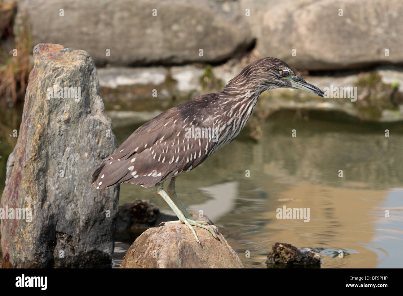 Black-crowned Night Heron looks for fish in pool Stock Photo - Alamy