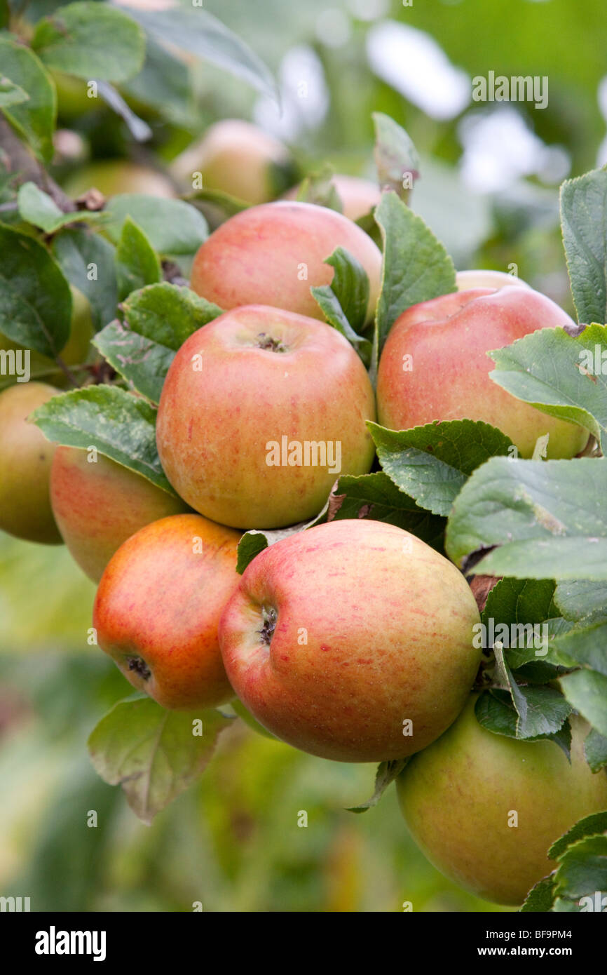 Espalier apple tree, England UK Stock Photo - Alamy