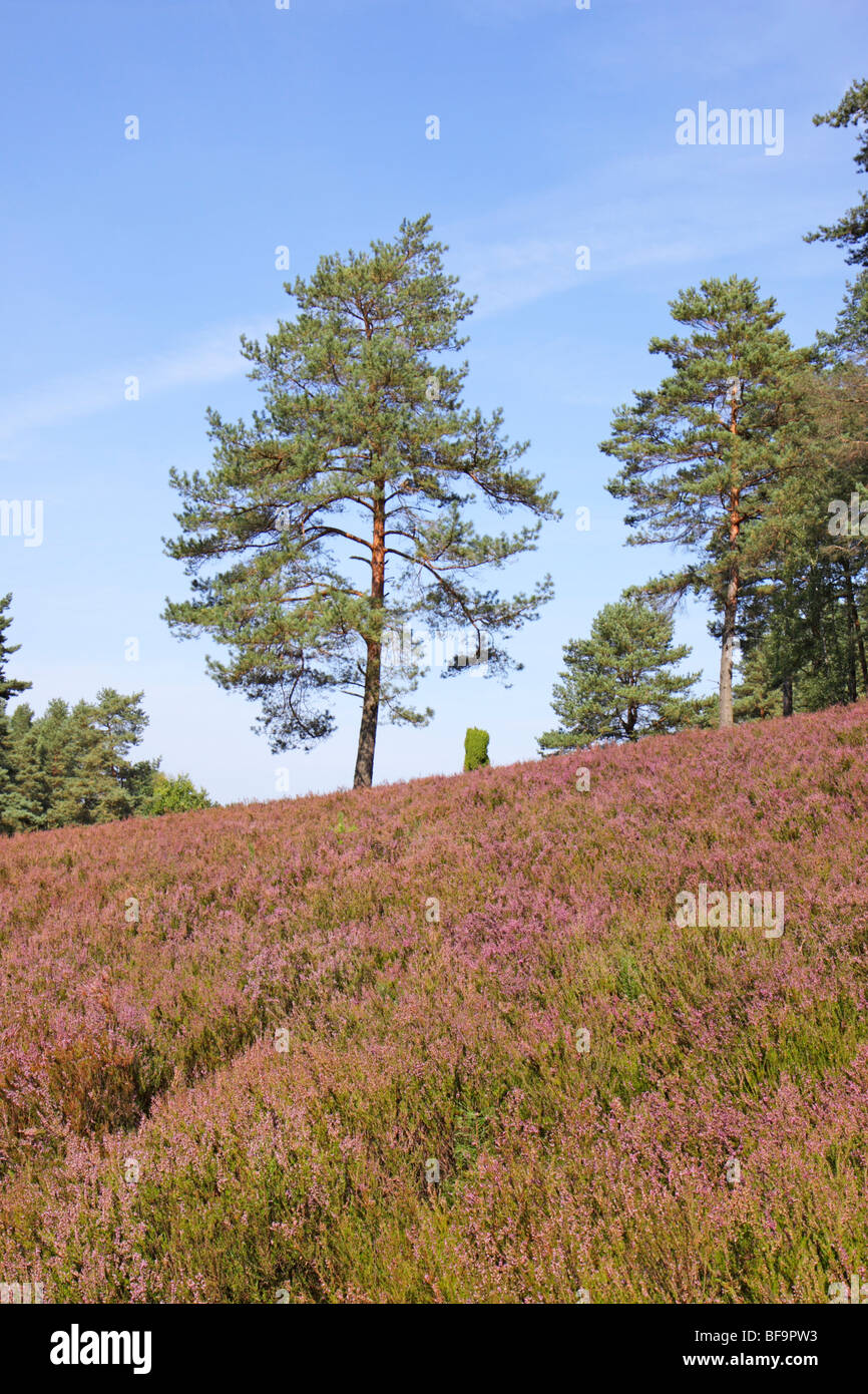Germany lueneburger heath hi-res stock photography and images - Alamy