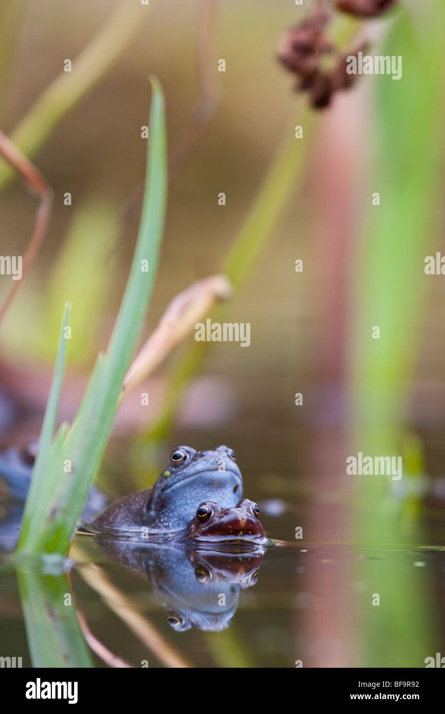 English frogs mating hi-res stock photography and images - Alamy