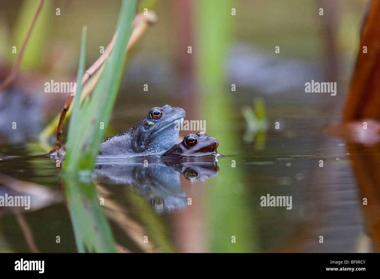 English frogs mating hi-res stock photography and images - Alamy