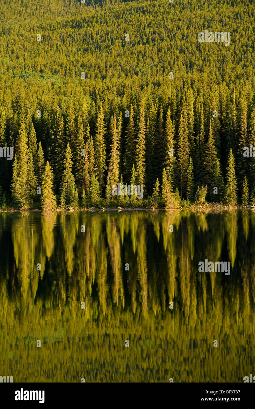 Jasper trees hi-res stock photography and images - Alamy