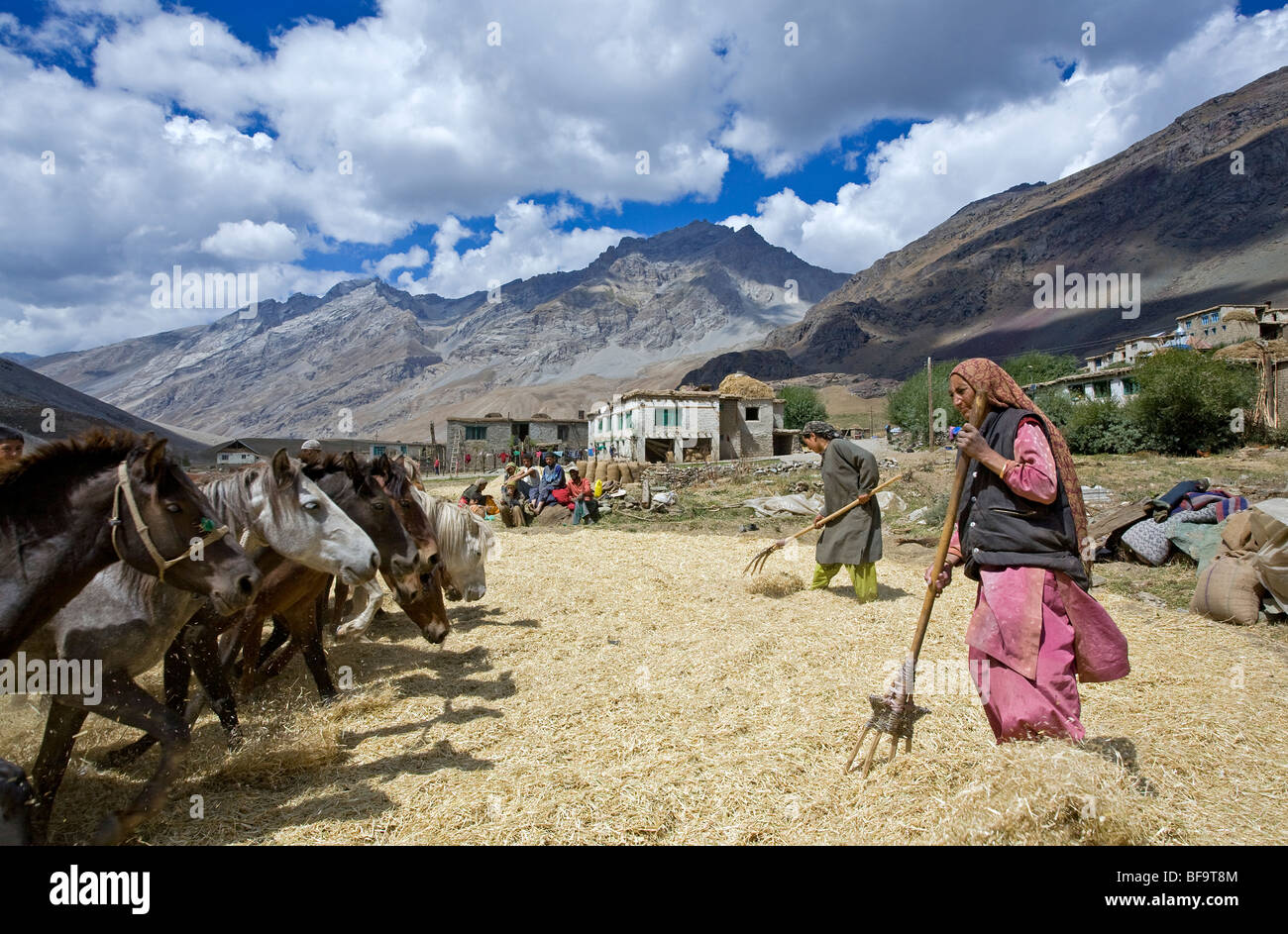 Women threshing. Dras village. Kashmir. India Stock Photo - Alamy